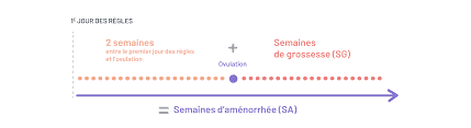 Datation de la grossesse- LR